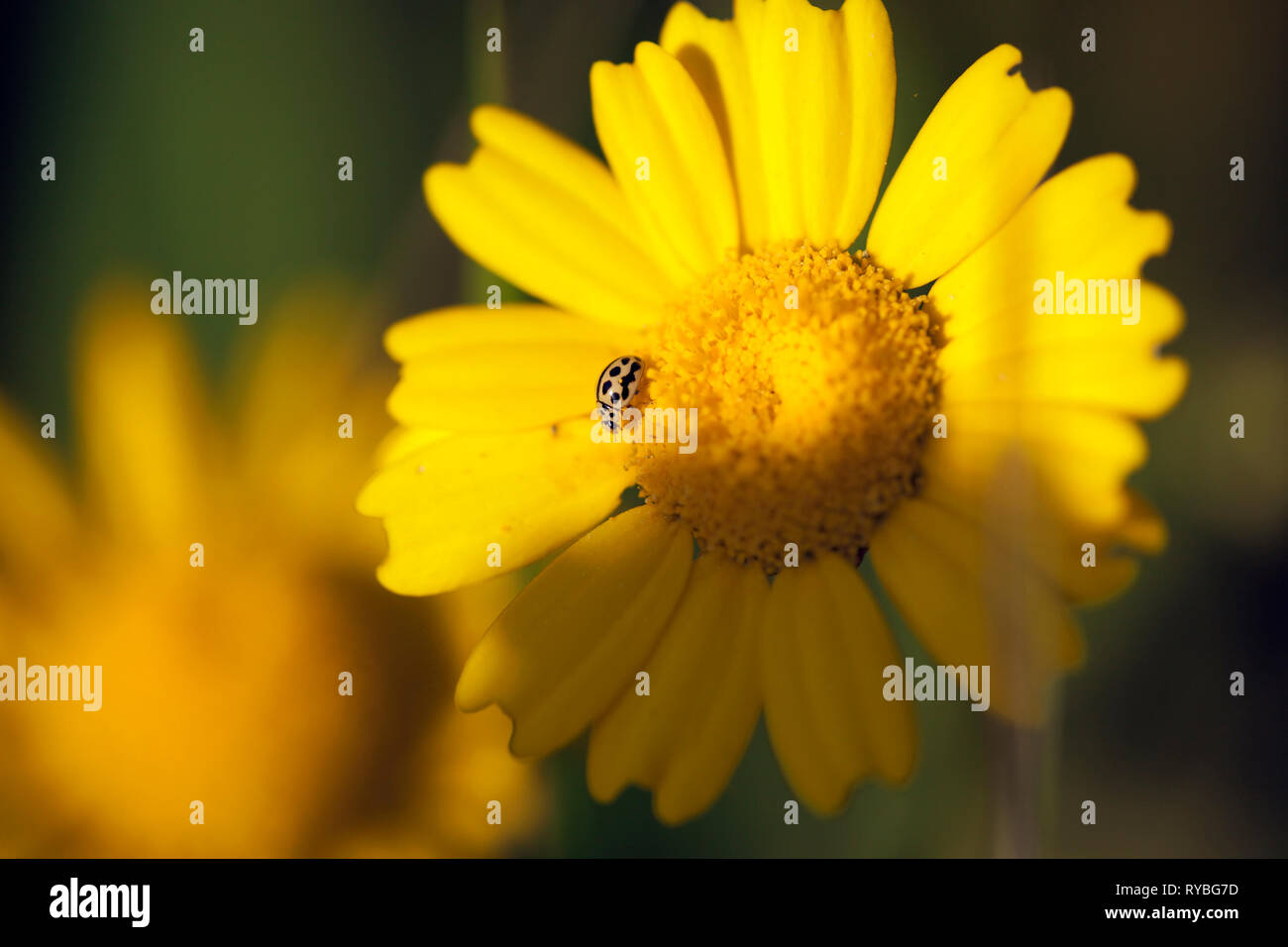 Beautiful little yellow ladybug on yellow flower Stock Photo - Alamy