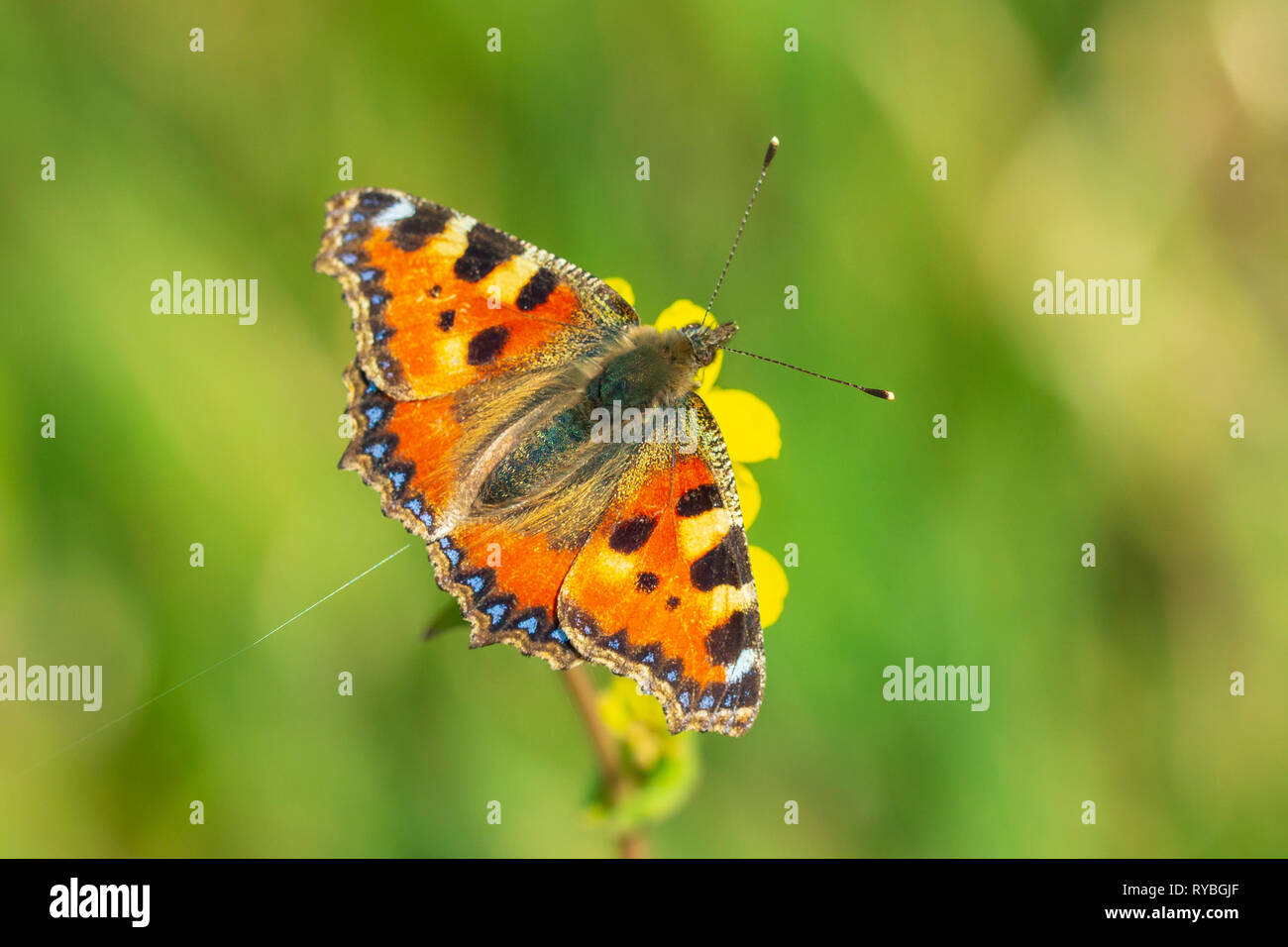 Close-up of the small tortoiseshell (Aglais urticae) butterfly top view ...