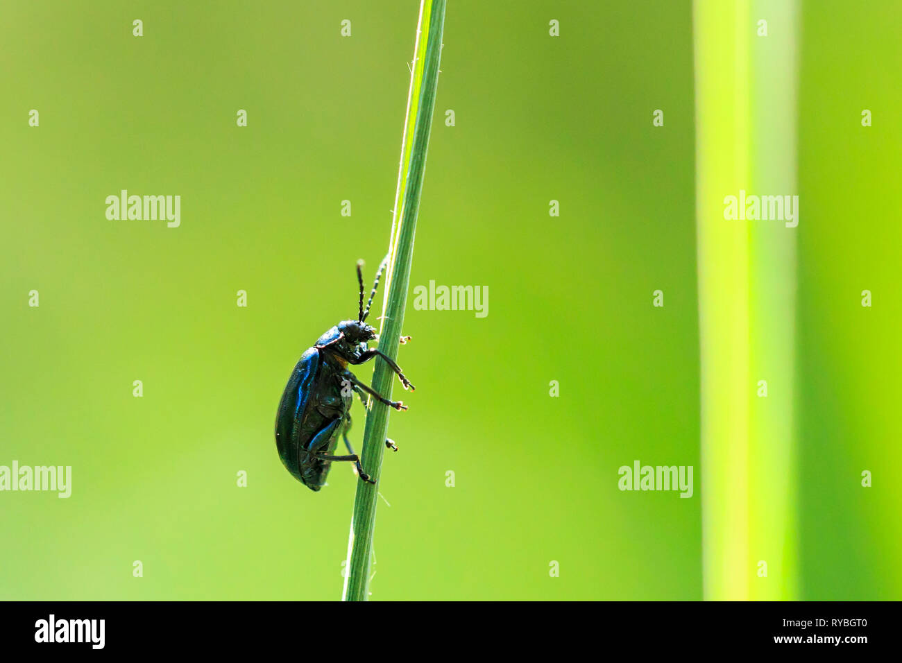 Alder leaf beetle hi-res stock photography and images - Alamy