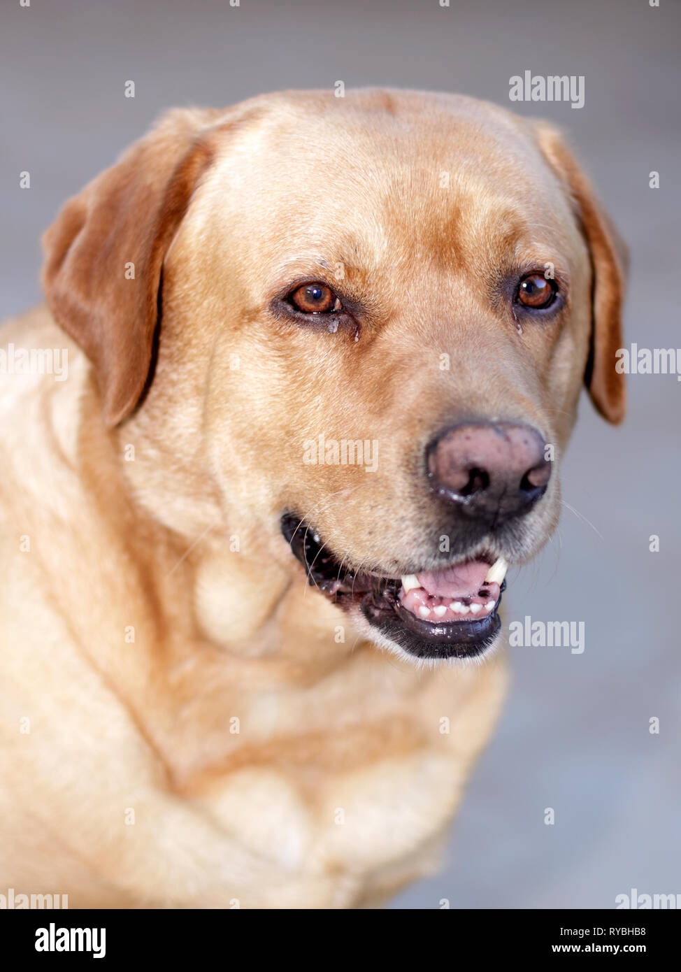 Fat labrador hi-res stock photography and images - Alamy