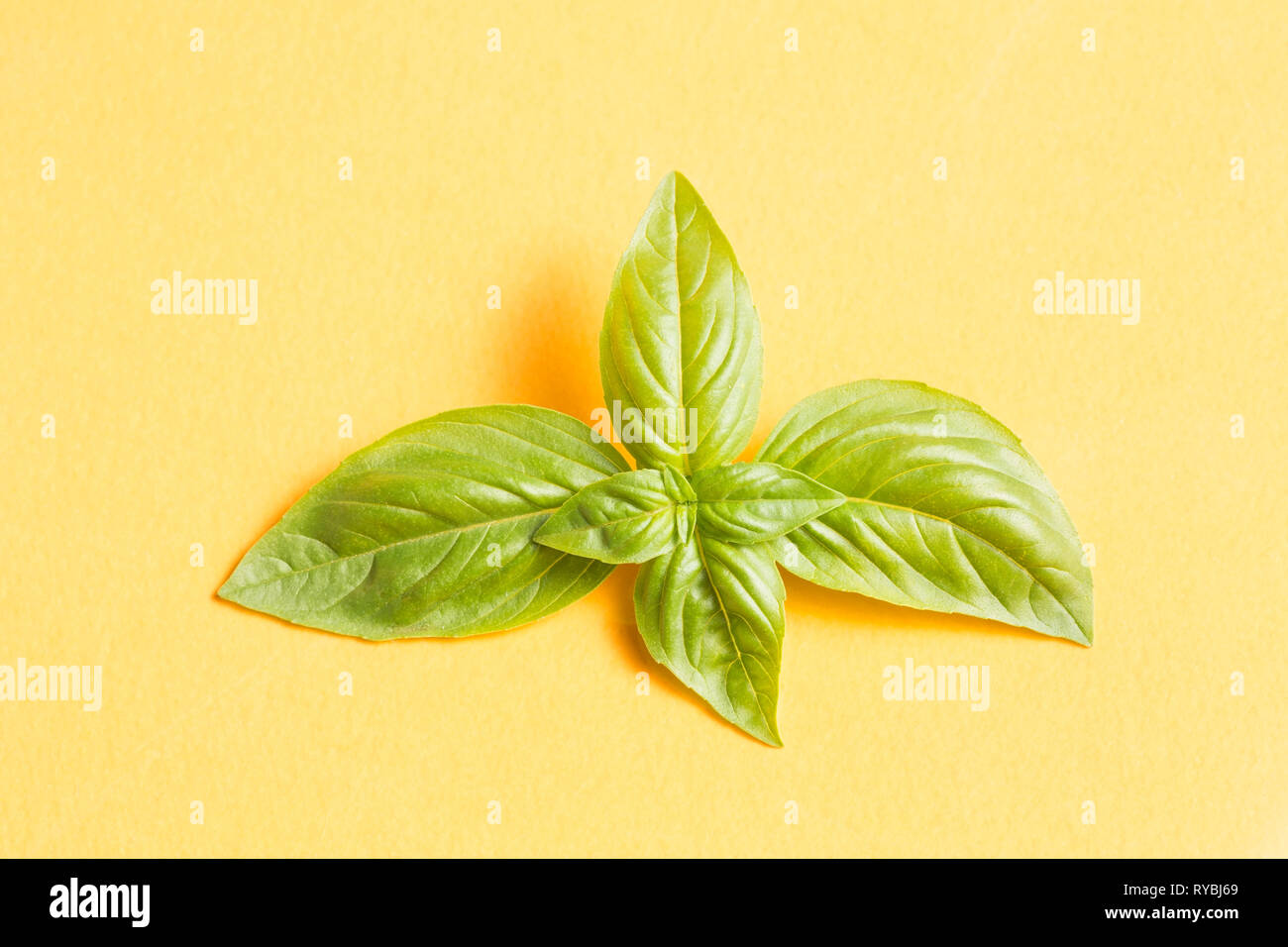 Basil balm hi-res stock photography and images - Alamy