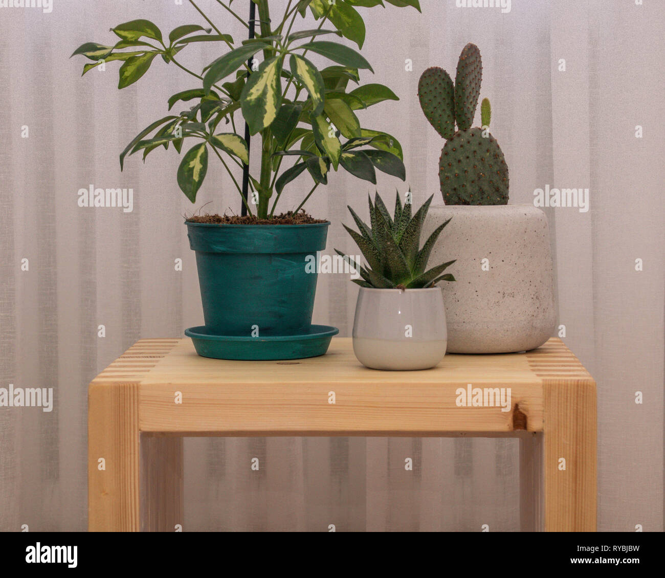 Stylish flower pots hi-res stock photography and images - Alamy