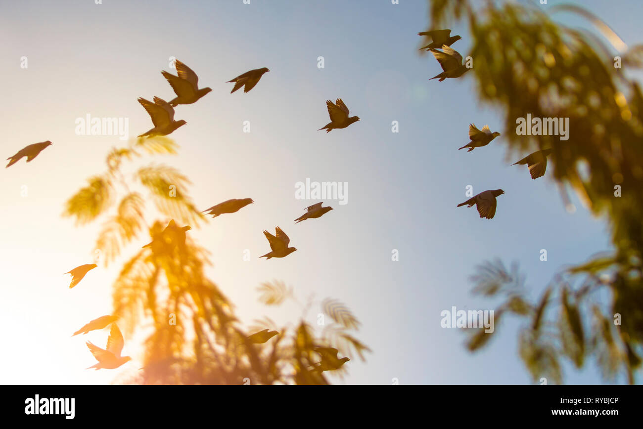 flock of homing pigeon bird flying against beautiful evening sun light ...