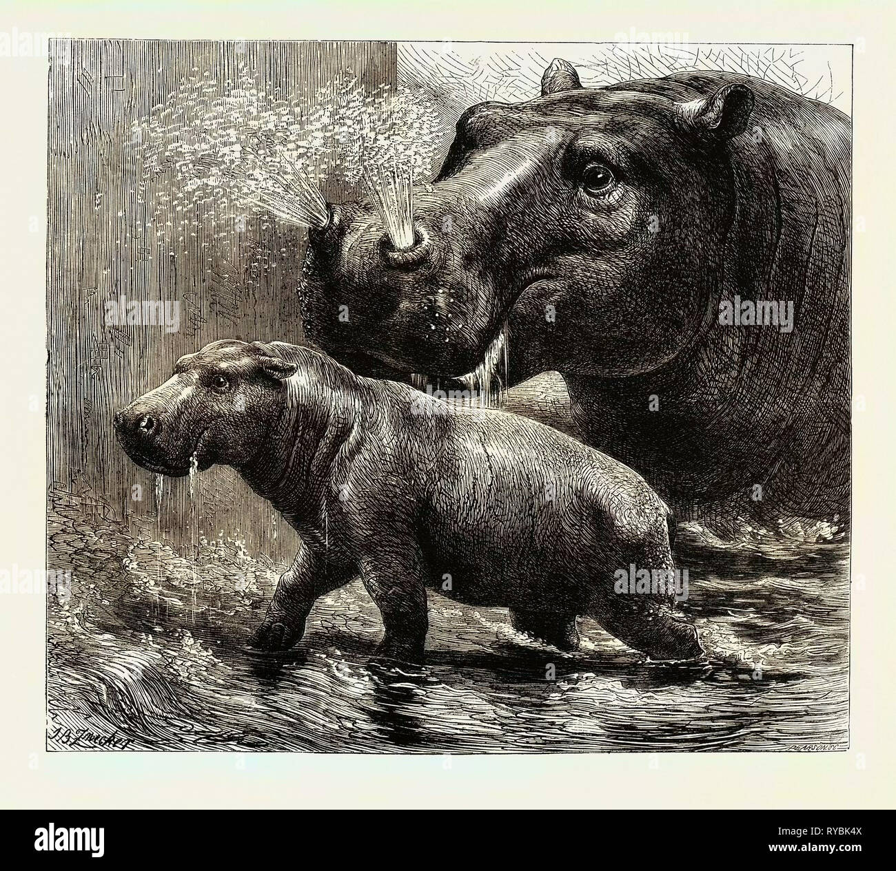 The Hippopotamus and Her Young One at the Zoological Gardens Stock ...