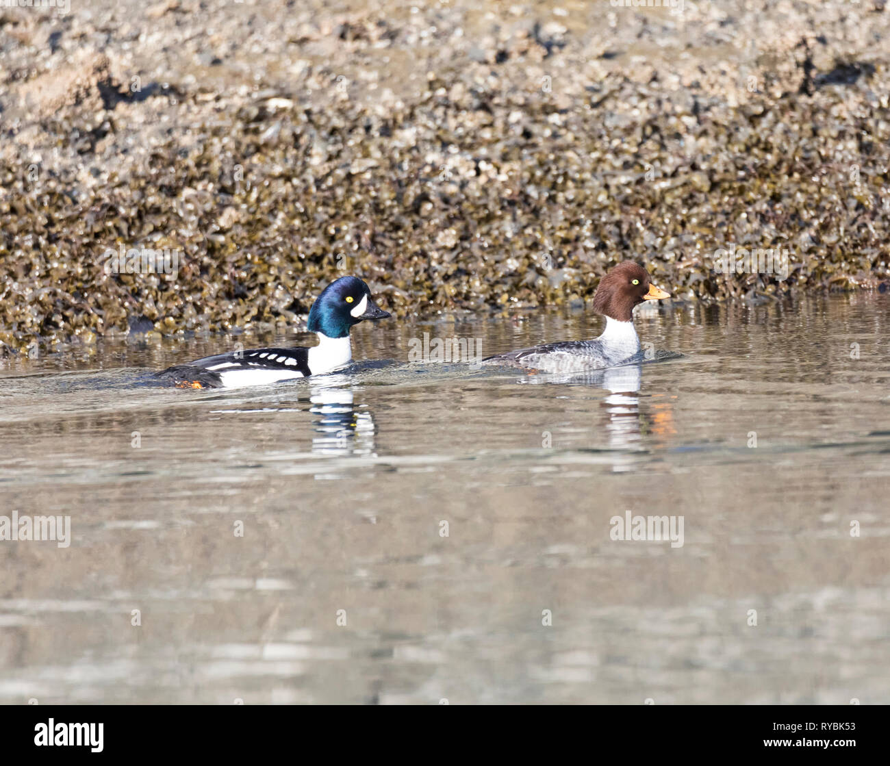 Male barrows goldeneye duck swimming hi-res stock photography and ...