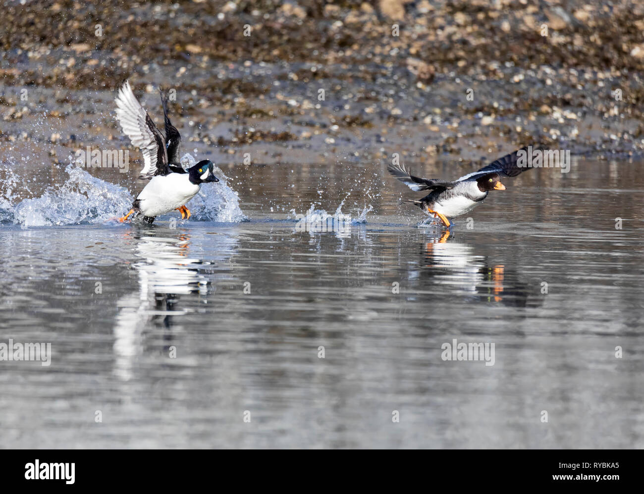 Barrow's Goldeneye, Bucephala islandica, taking off Stock Photo - Alamy