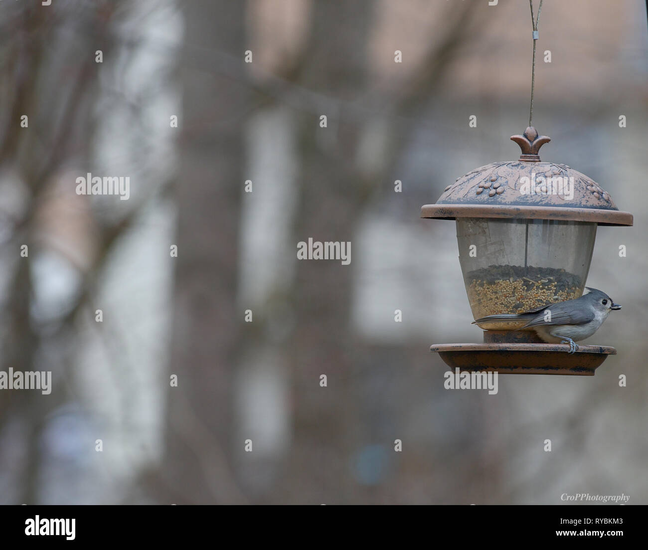 Small birds tufted titmouse hi-res stock photography and images - Alamy