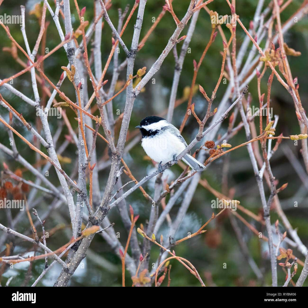 Black-capped chickadee, Poecile atricapillus in early spring Stock ...