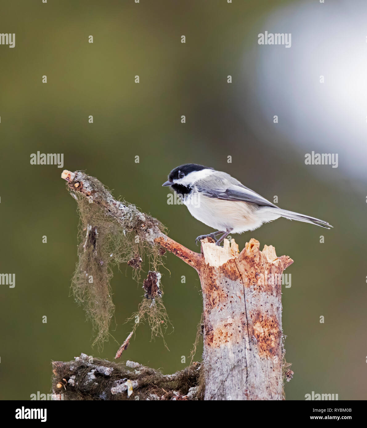 Black-capped chickadee, Poecile atricapillus Stock Photo - Alamy