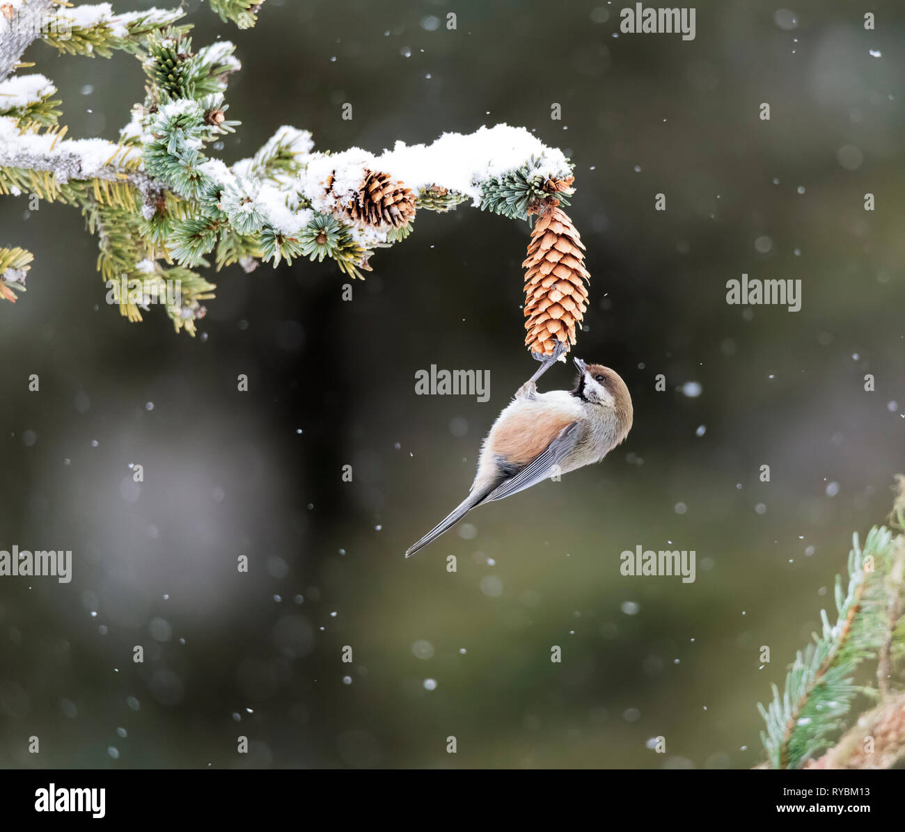 Boreal chickadee; Poecile hudsonicus Stock Photo - Alamy