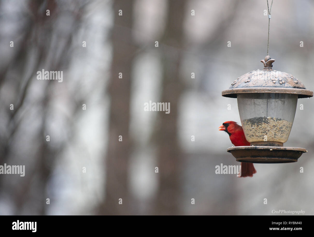 Granivorous birds hi-res stock photography and images - Alamy
