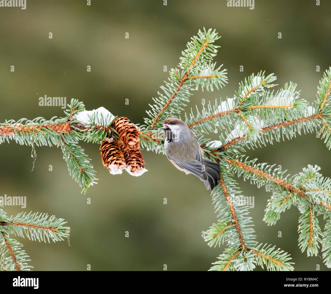 Chickadee snow hi-res stock photography and images - Alamy
