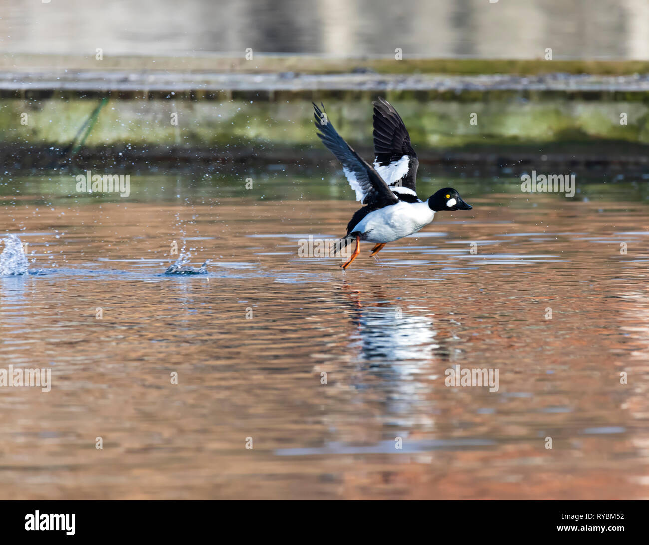 Goldeneye in flight hi-res stock photography and images - Alamy