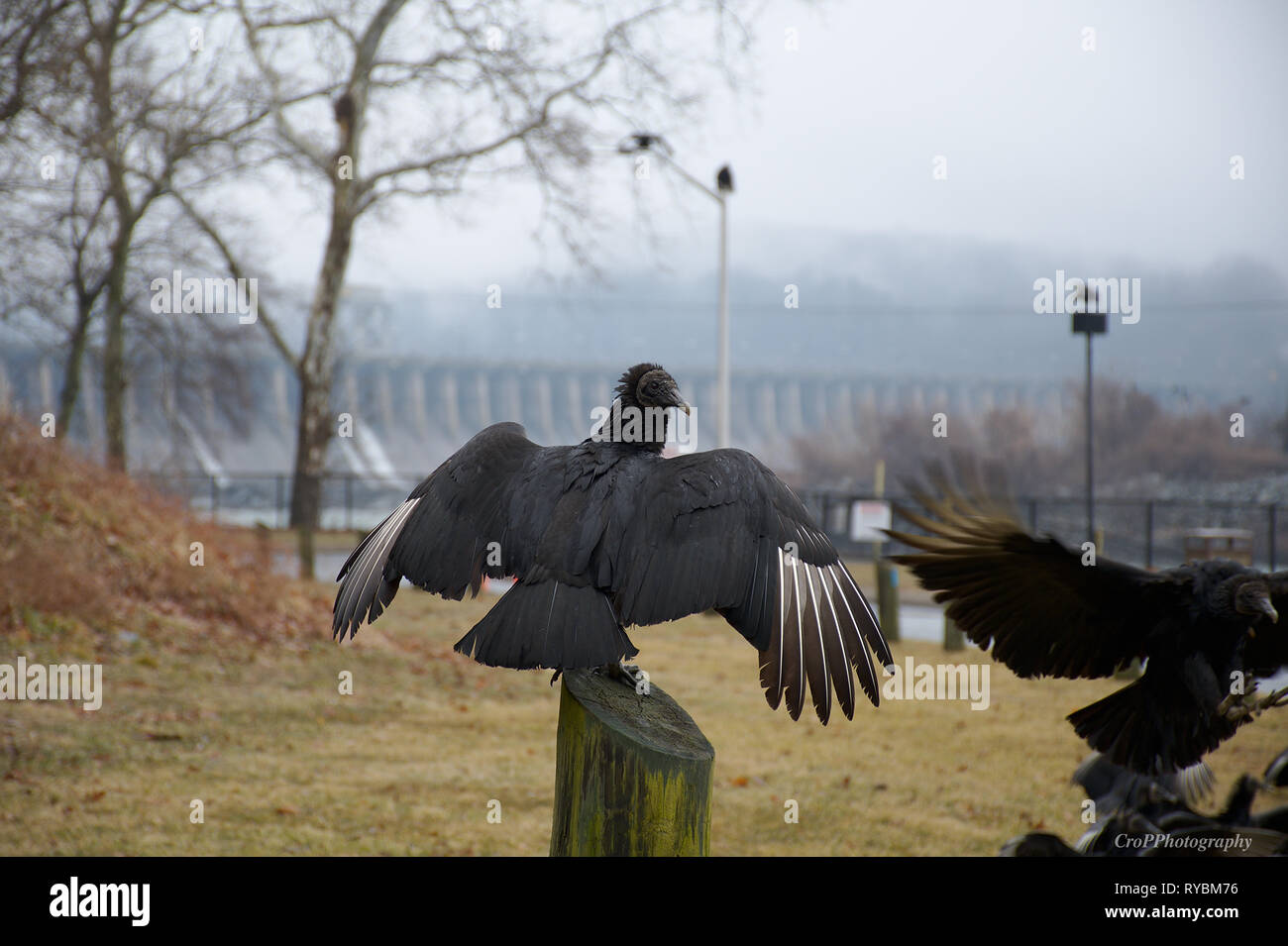Buzzard stretched wings hi-res stock photography and images - Alamy