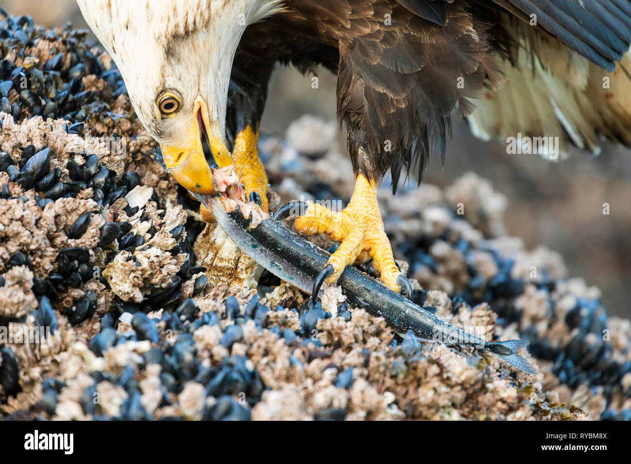 Bald Eagle, Haliaeetus leucocephalus, eating fish Stock Photo - Alamy