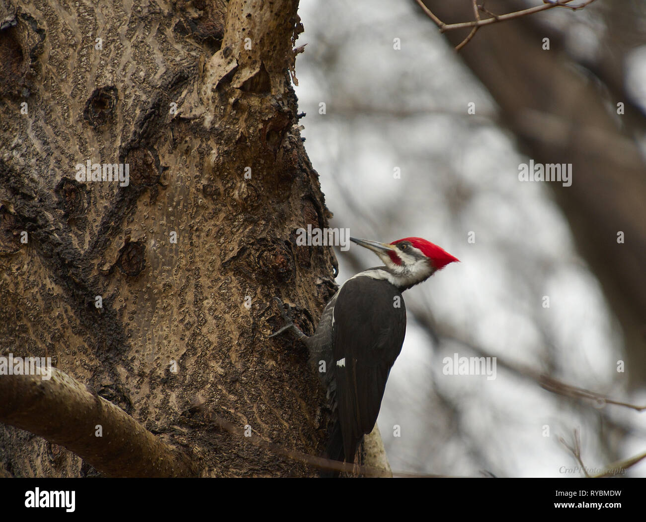 Pileated Woodpecker digging for insects on Oak tree Stock Photo - Alamy