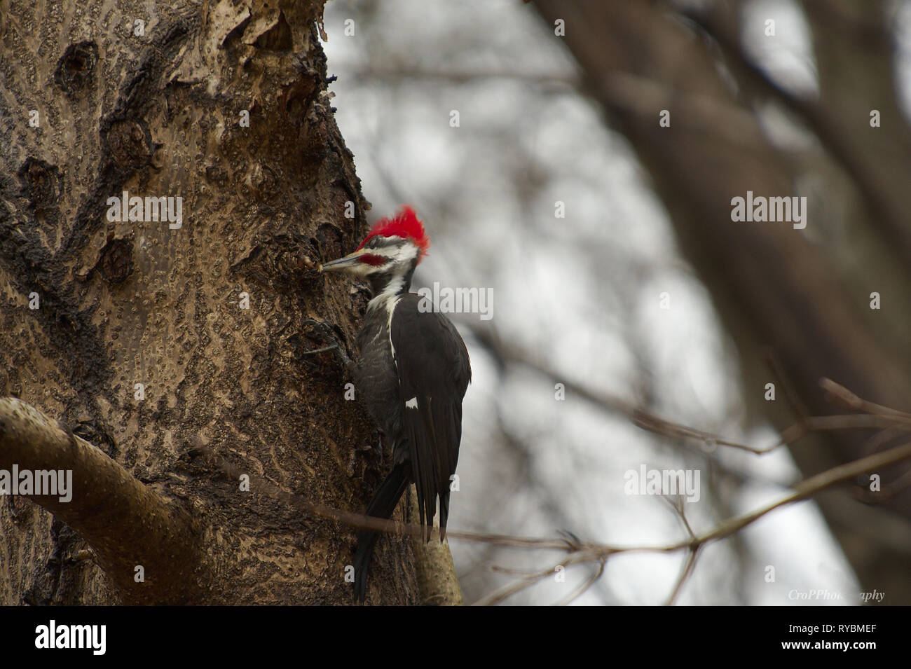 Pileated Woodpecker digging for insects on Oak tree Stock Photo - Alamy