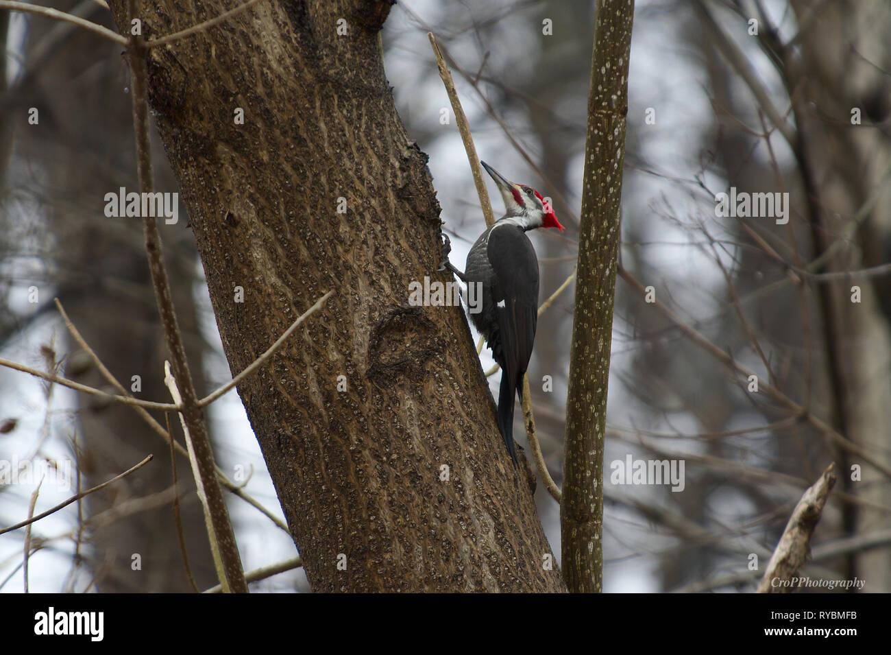 Pileated Woodpecker digging for insects on Oak tree Stock Photo - Alamy