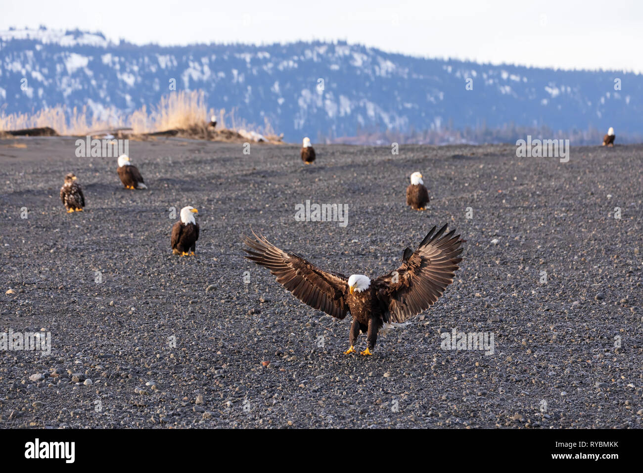 Eagle beach alaska hi-res stock photography and images - Alamy