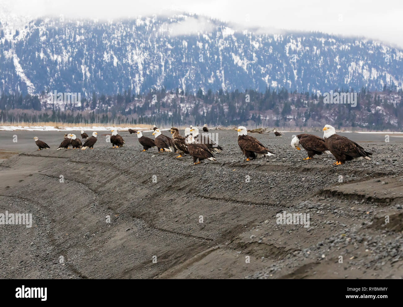 Alaska state bird hi-res stock photography and images - Alamy