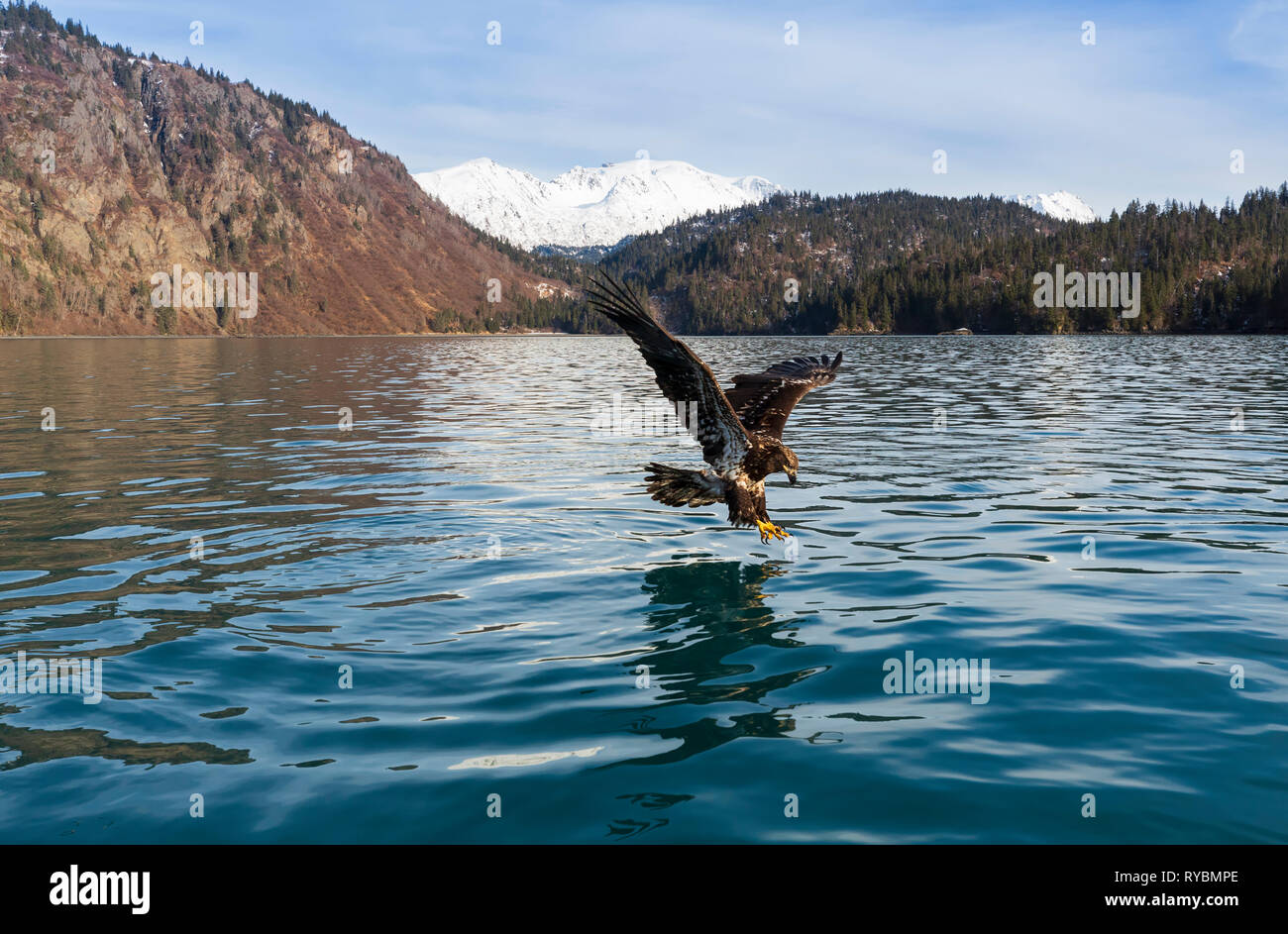 Juvenile american bald eagle hi-res stock photography and images - Alamy