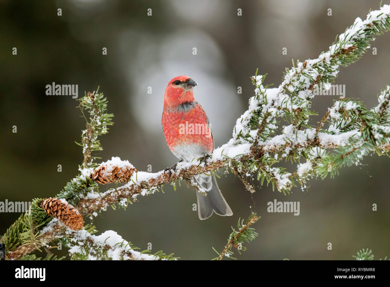 Pine grosbeak, Pinicola enucleator Stock Photo - Alamy