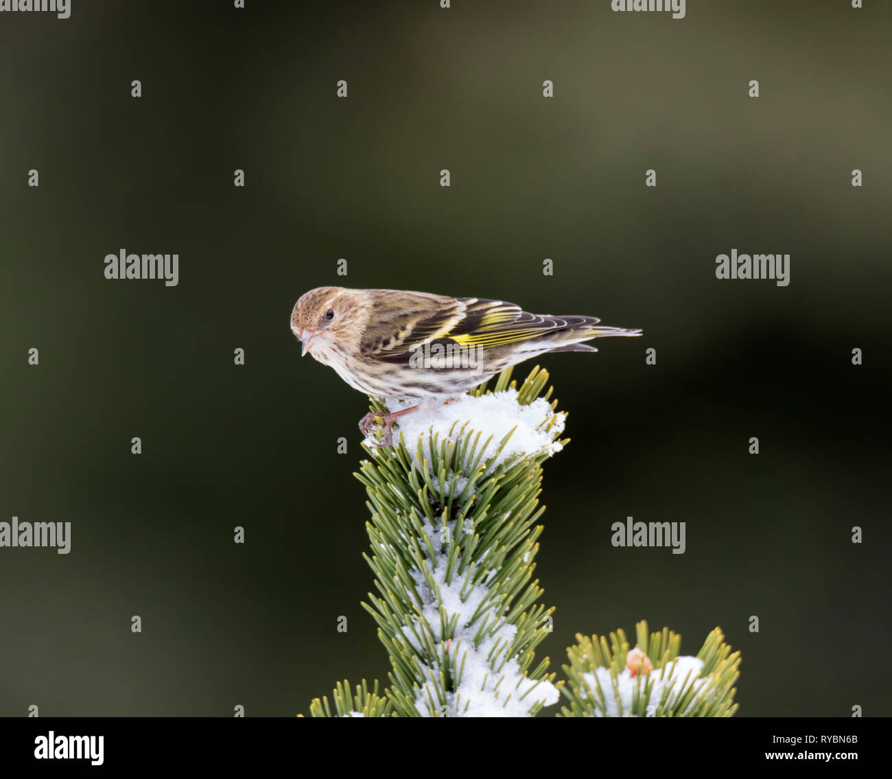 Spinus Pinus High Resolution Stock Photography and Images - Alamy