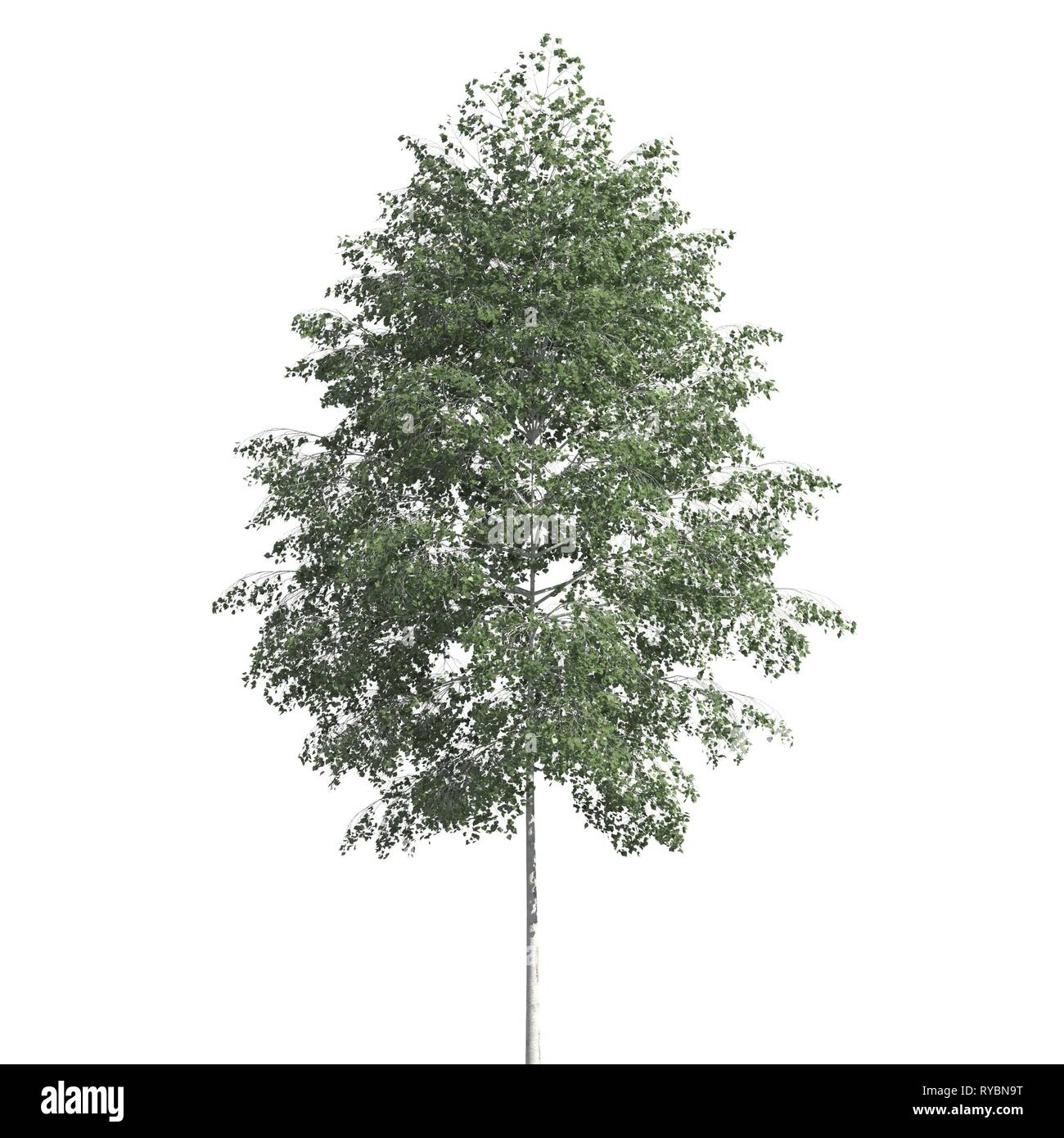 Tree 3d illustration isolated on the white background Stock Photo - Alamy