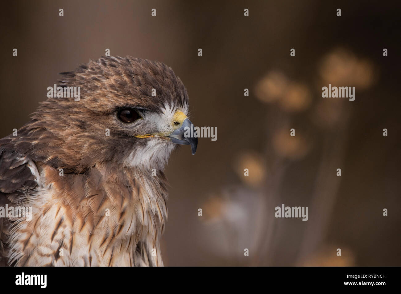 Bird watch photography hi-res stock photography and images - Alamy