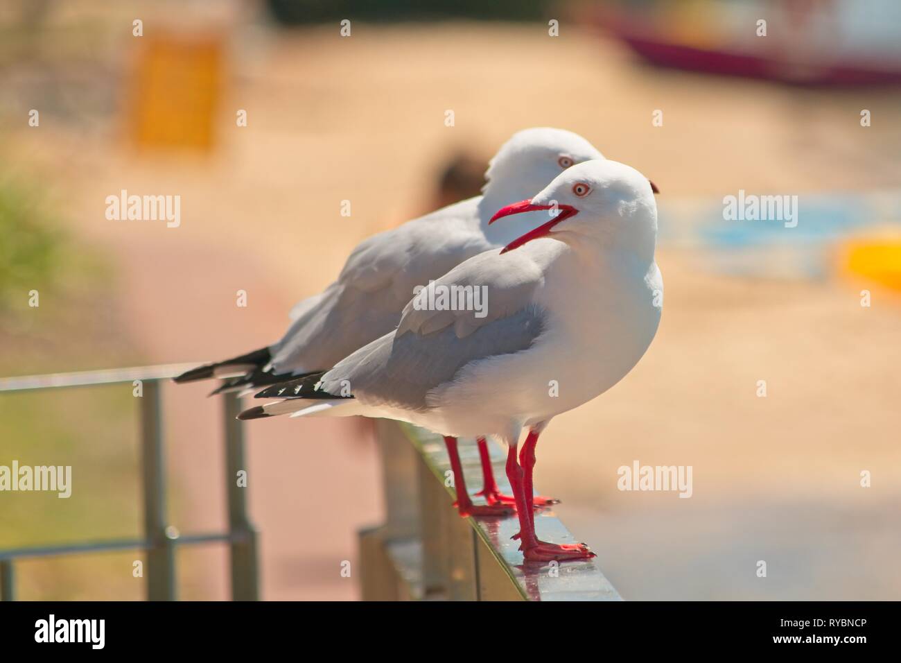 Australian seagulls sitting on railing Stock Photo - Alamy