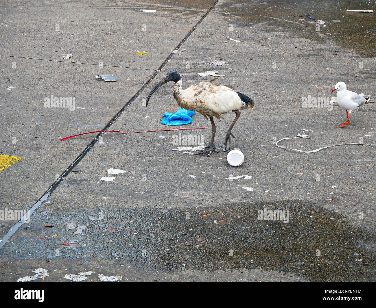 Ibis in garbage bin hi-res stock photography and images - Alamy