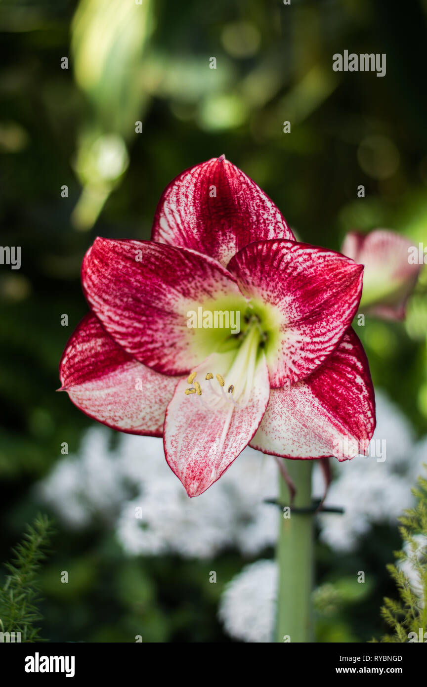 Garden red flower hi-res stock photography and images - Alamy