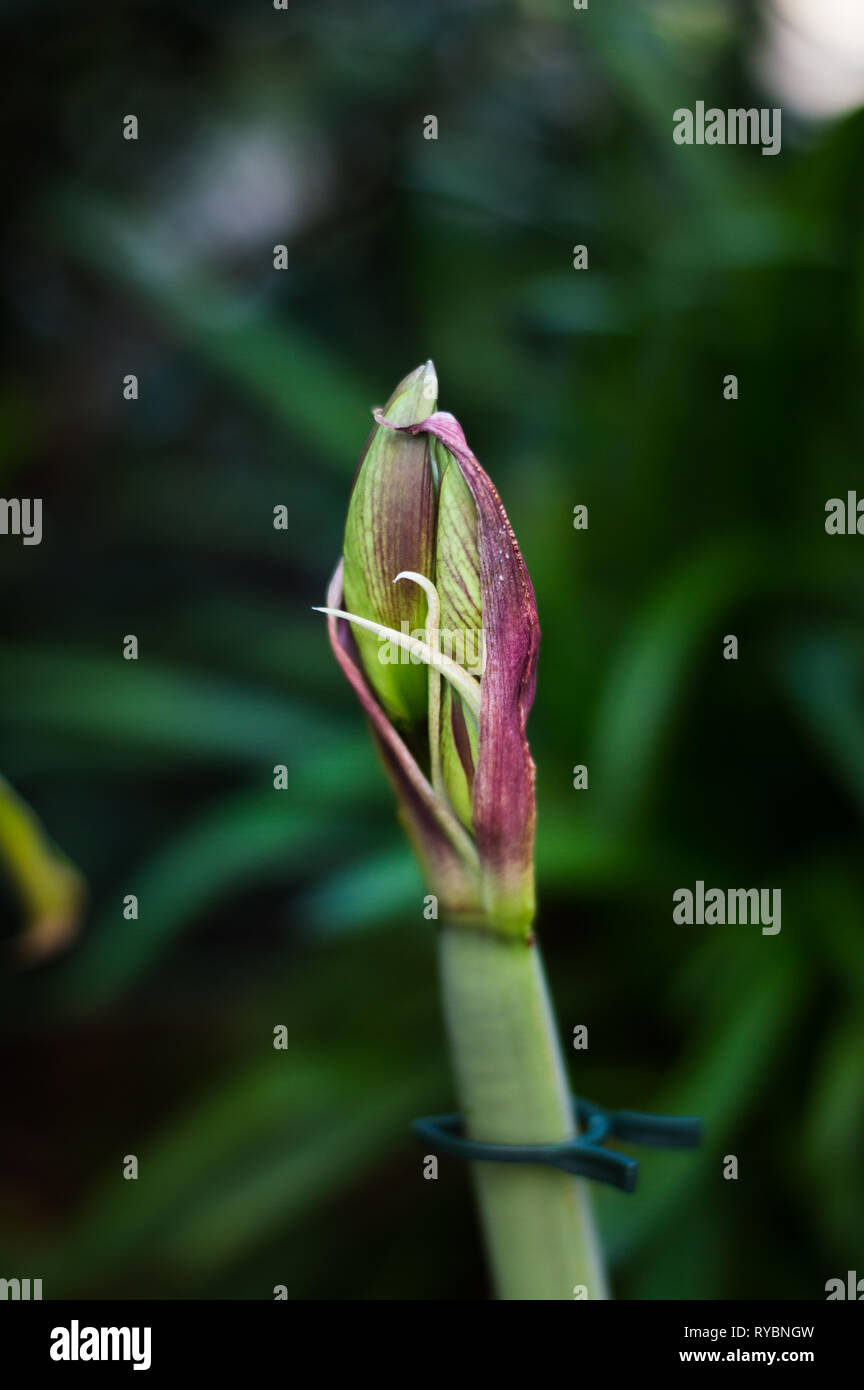 New sprout plant hi-res stock photography and images - Alamy