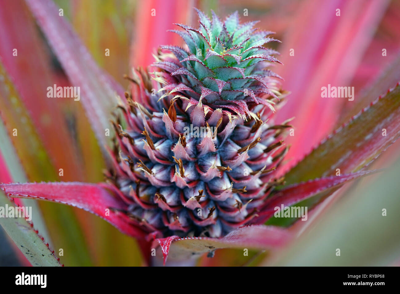 Pineapple (Ananas Comosus) growing on a tropical bromeliad plant with ...