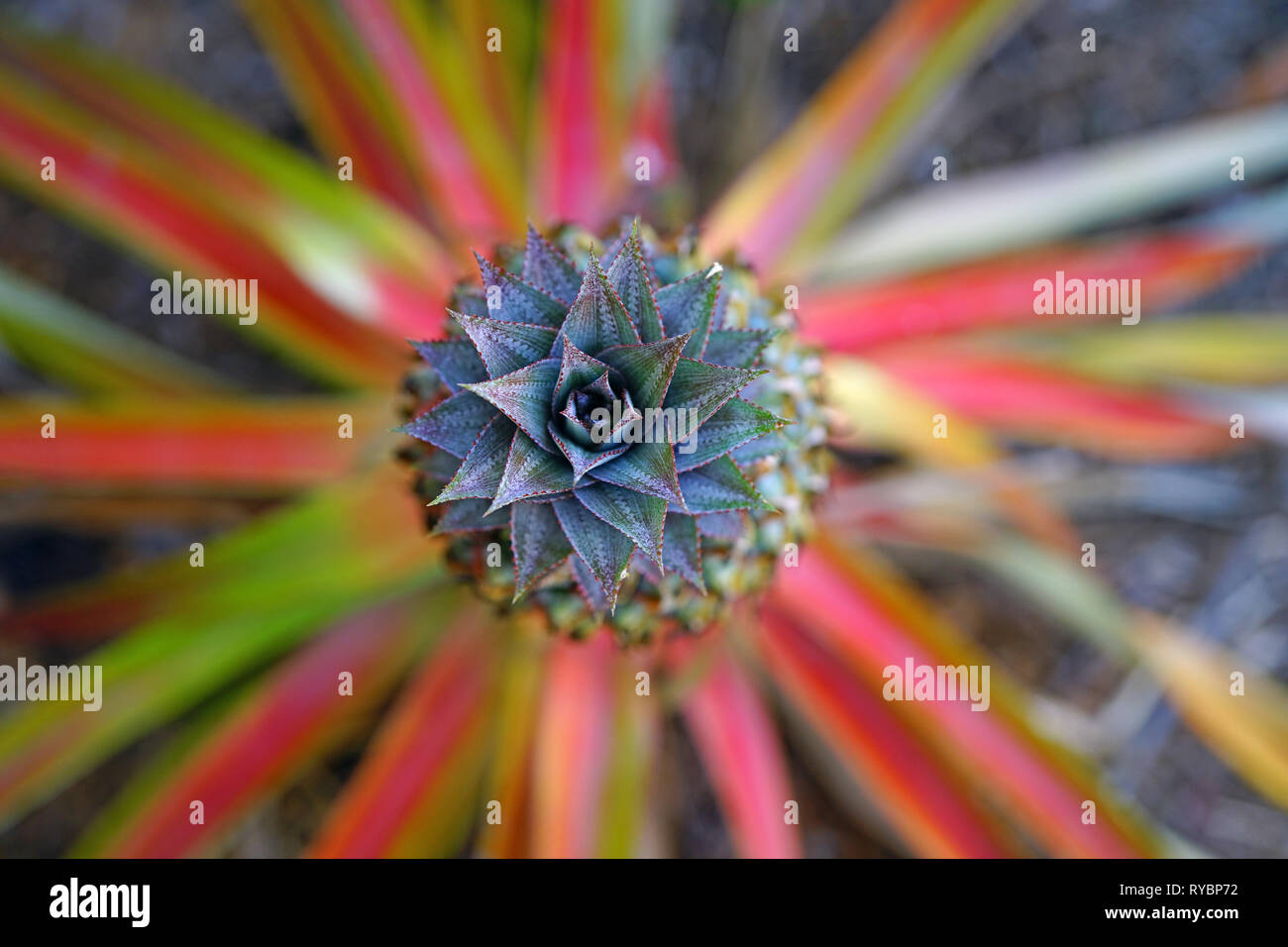 Pineapple (Ananas Comosus) growing on a tropical bromeliad plant with ...