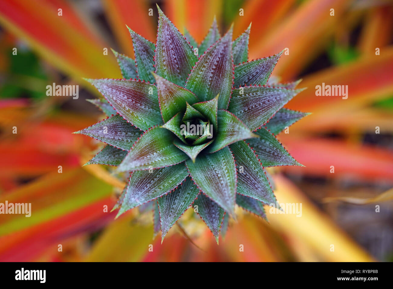 Pineapple (Ananas Comosus) growing on a tropical bromeliad plant with ...