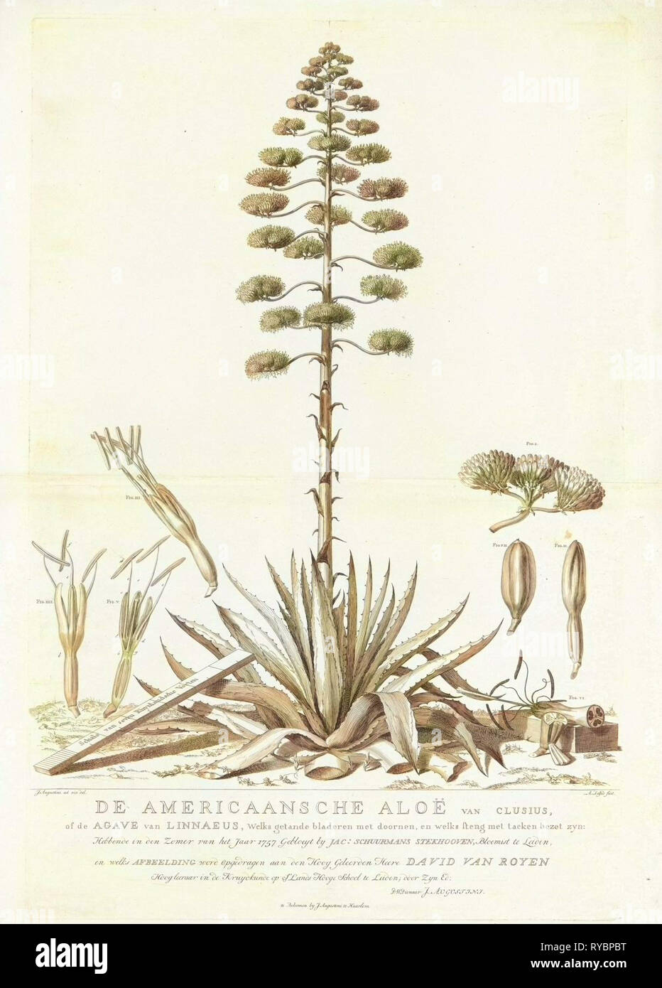 Botanical drawing of blooming agave plant, Agavoideae, Abraham Delfos ...