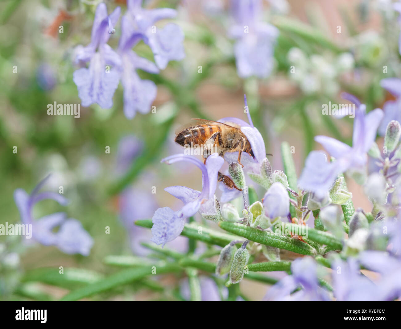 Rosemary Flower High Resolution Stock Photography and Images - Alamy