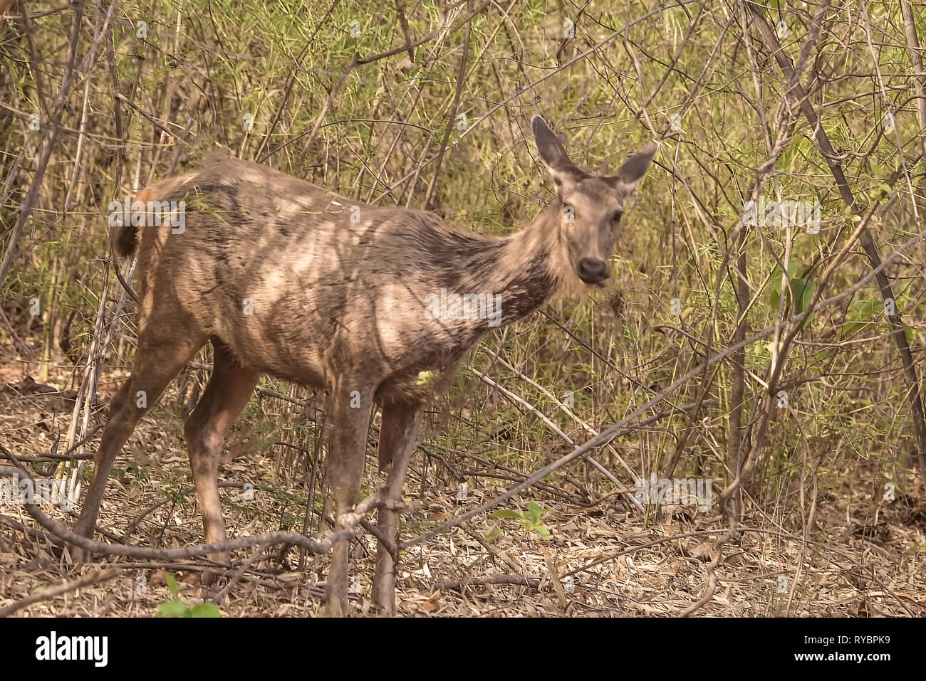 Doe ,female,Sambar deer,,in ,thicket bamboo forest,in noon, Tadoba ...
