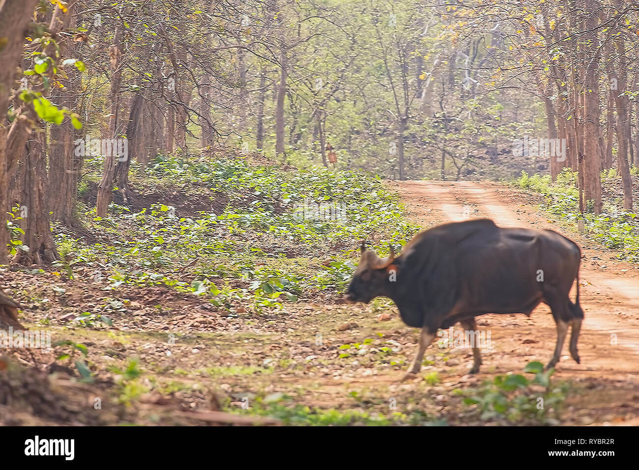 Indian Wild life-Indian ,white stocking,bull buffalo,crossing,forest ...