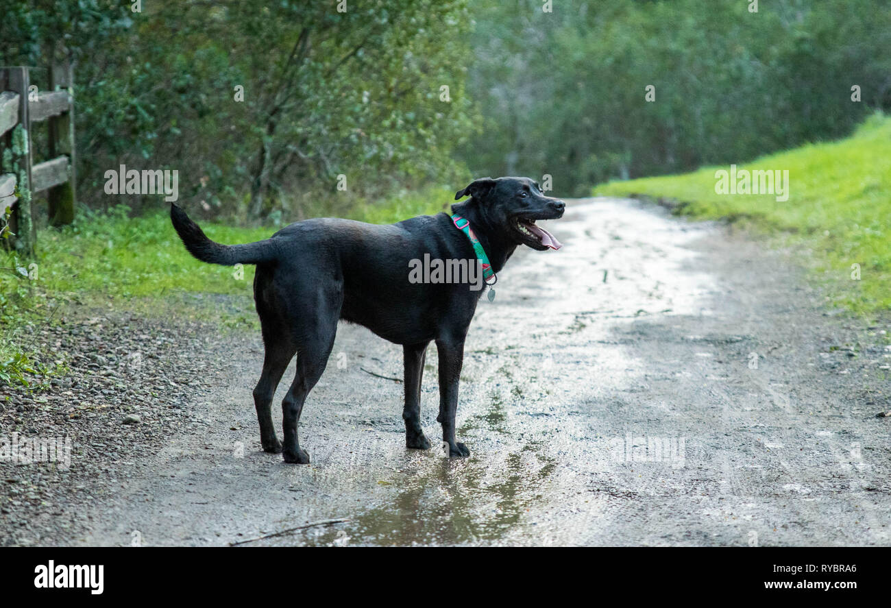 Black lab panting hi-res stock photography and images - Alamy