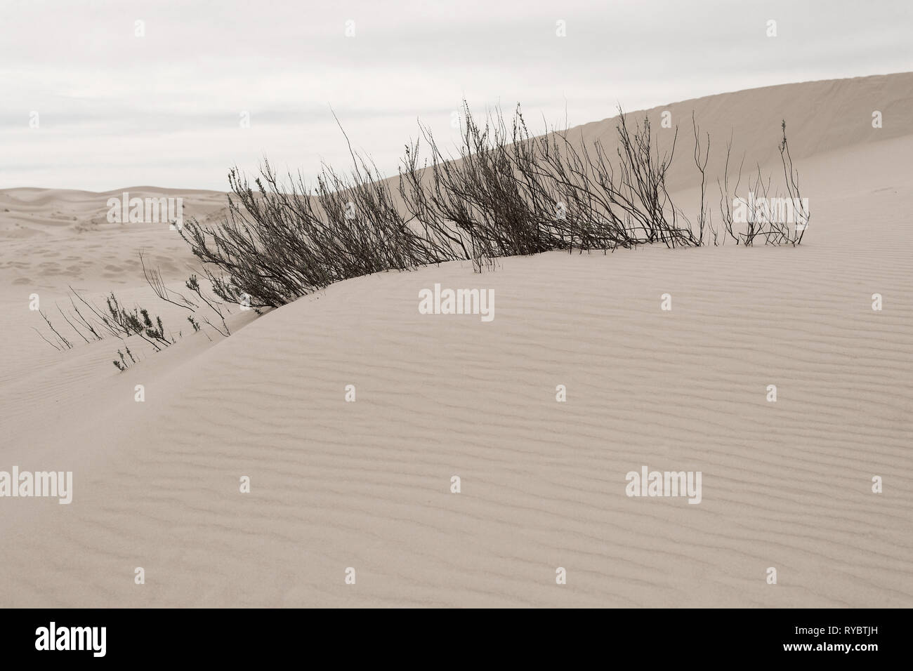 Desierto de samalayuca hi-res stock photography and images - Alamy