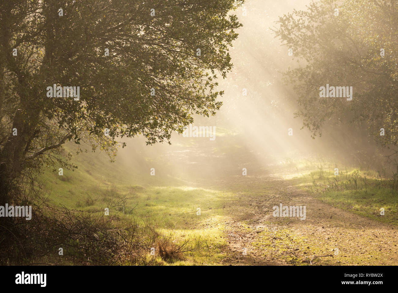 Bright rays of sun shine through foliage on natural dirt path in early ...