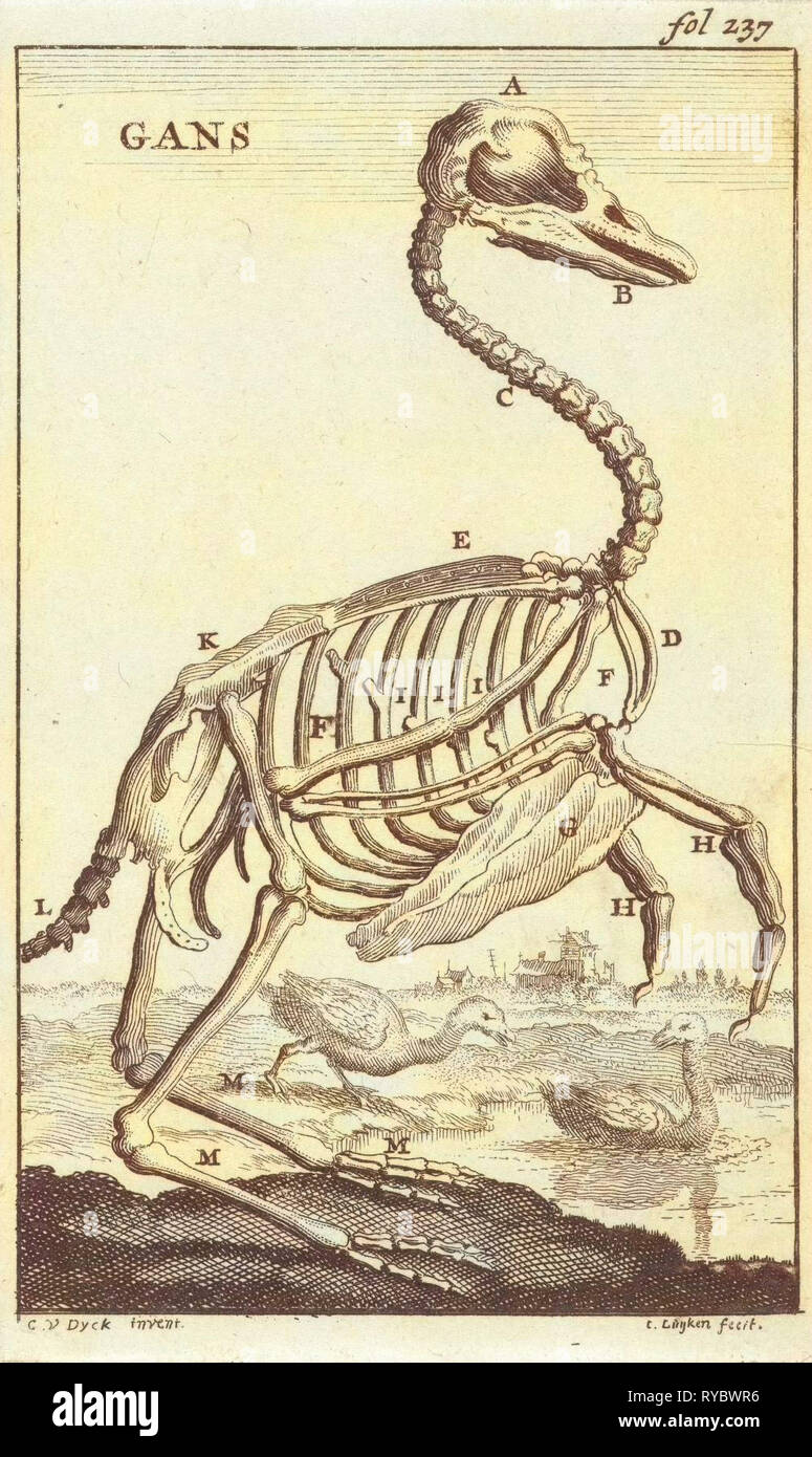Skeleton of a goose, Jan Luyken, Jan Claesz ten Hoorn, 1680 Stock Photo ...