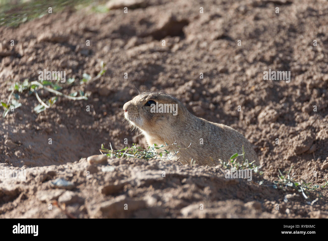 Prairie dog out of hole hi-res stock photography and images - Alamy