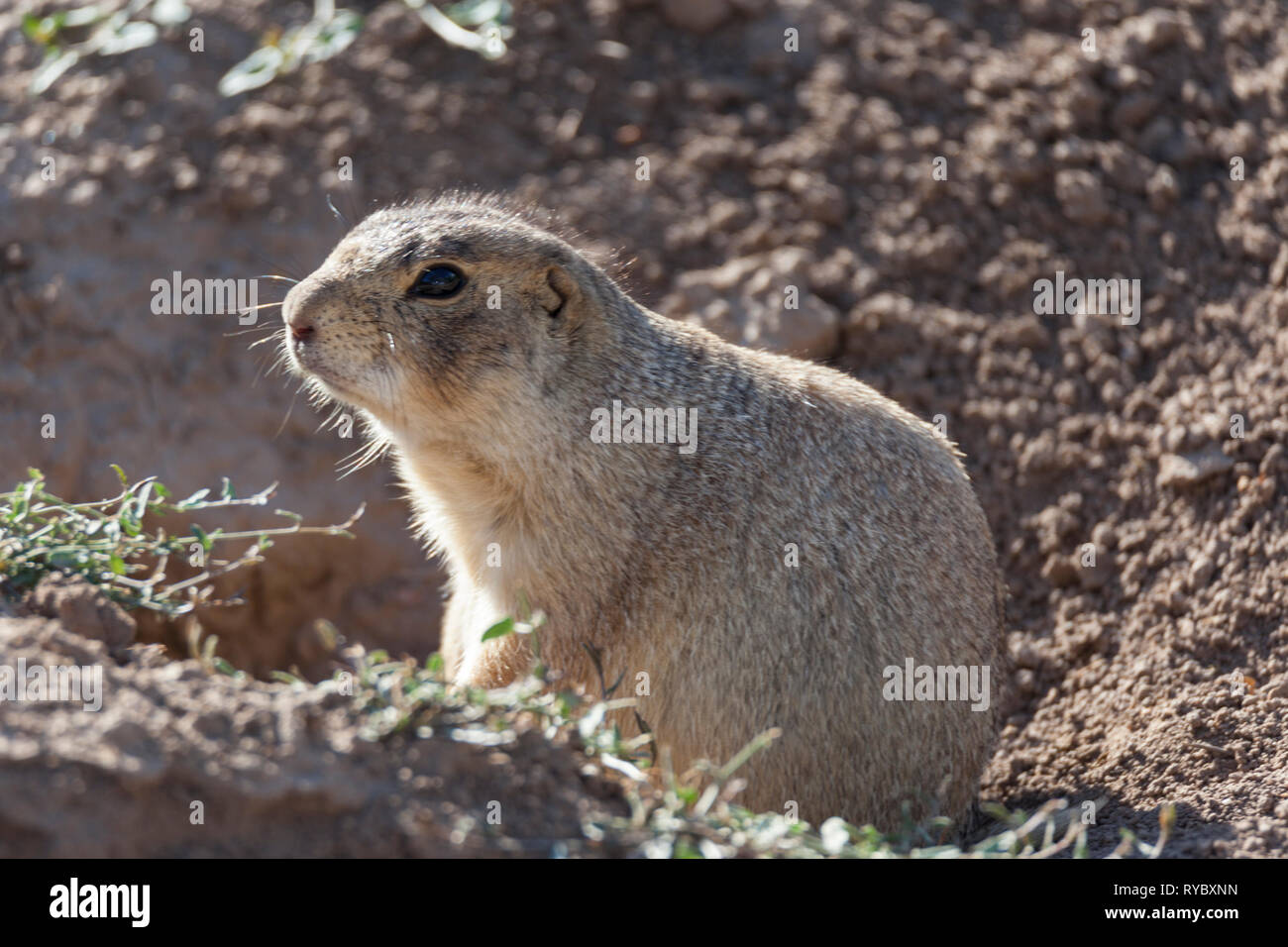 A prairie dog sitting at the entrance to his burrow Stock Photo - Alamy