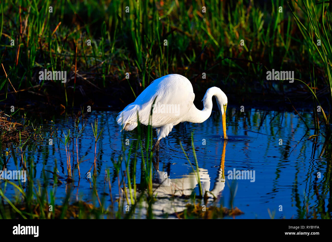 R marshall loxahatchee national wildlife refuge hi-res stock ...