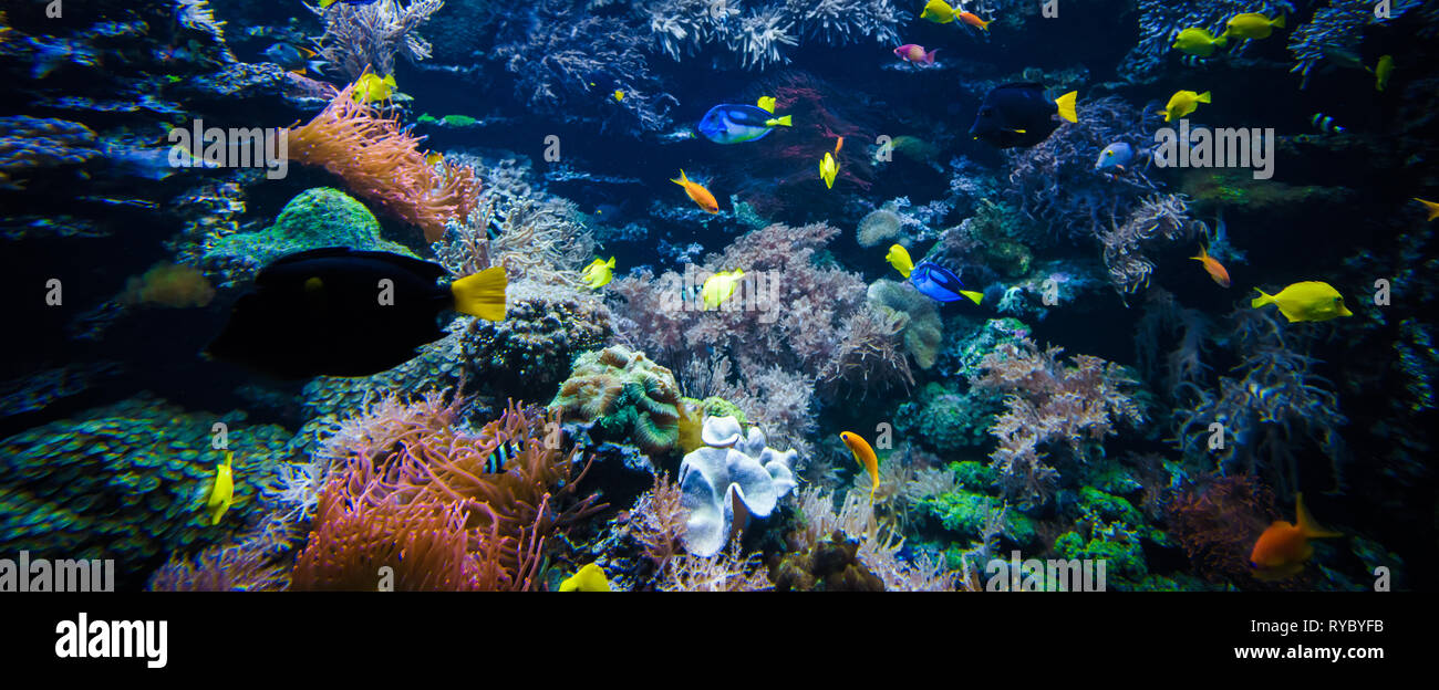 underwater coral reef landscape with colorful fish Stock Photo - Alamy
