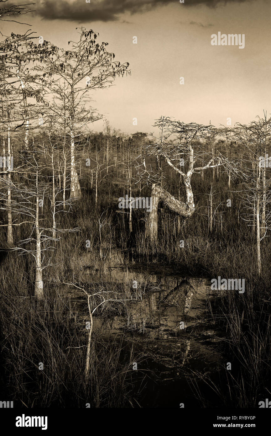 Dwarf bald cypress hi-res stock photography and images - Alamy