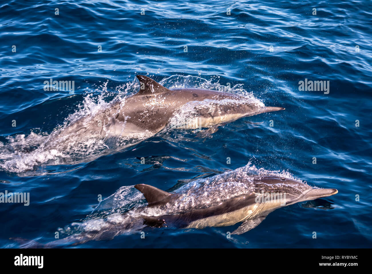 Pacific White-Sided Dolphins Stock Photo - Alamy